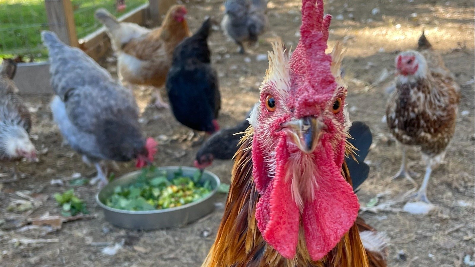 Petition · Save Wilbur the Rooster! - United States · Change.org