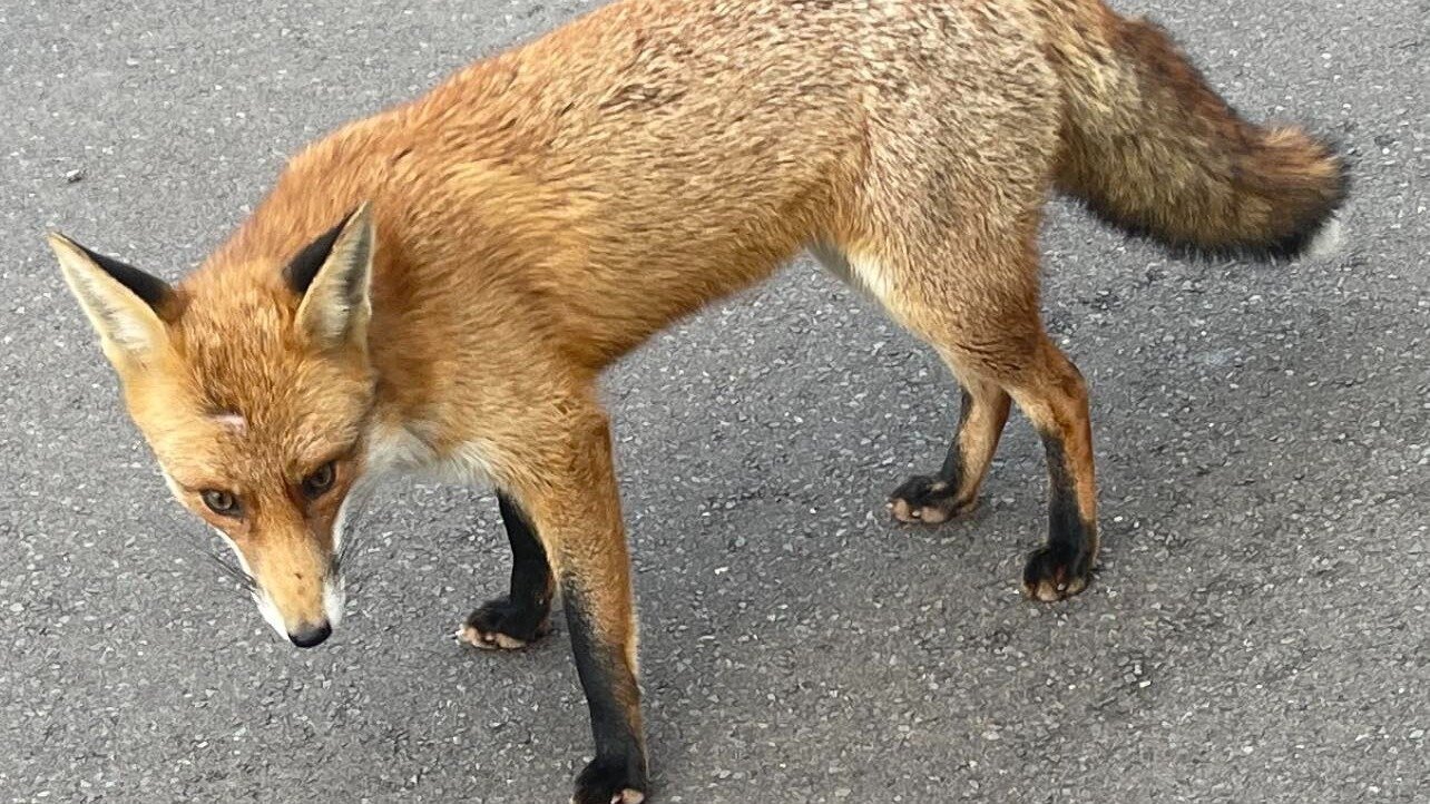 Petition · Stop the Shooting of Foxes Across the UK – Demand a National ...