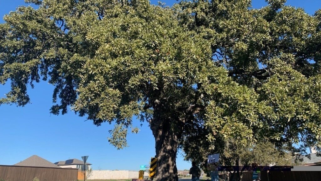 Petition · Save 400 y/o Porter Oak tree on old stagecoach (also known ...