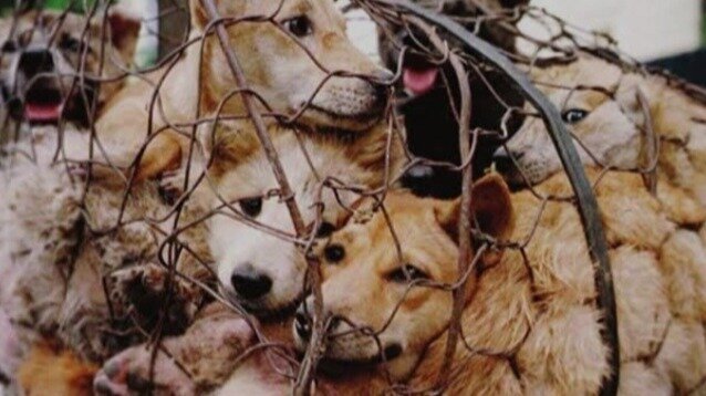 Petition · End Animal abuse - Philippines · Change.org
