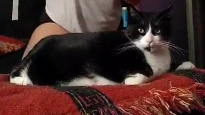 Petición · Ayudar a Wilson el Gato - Argentina · Change.org