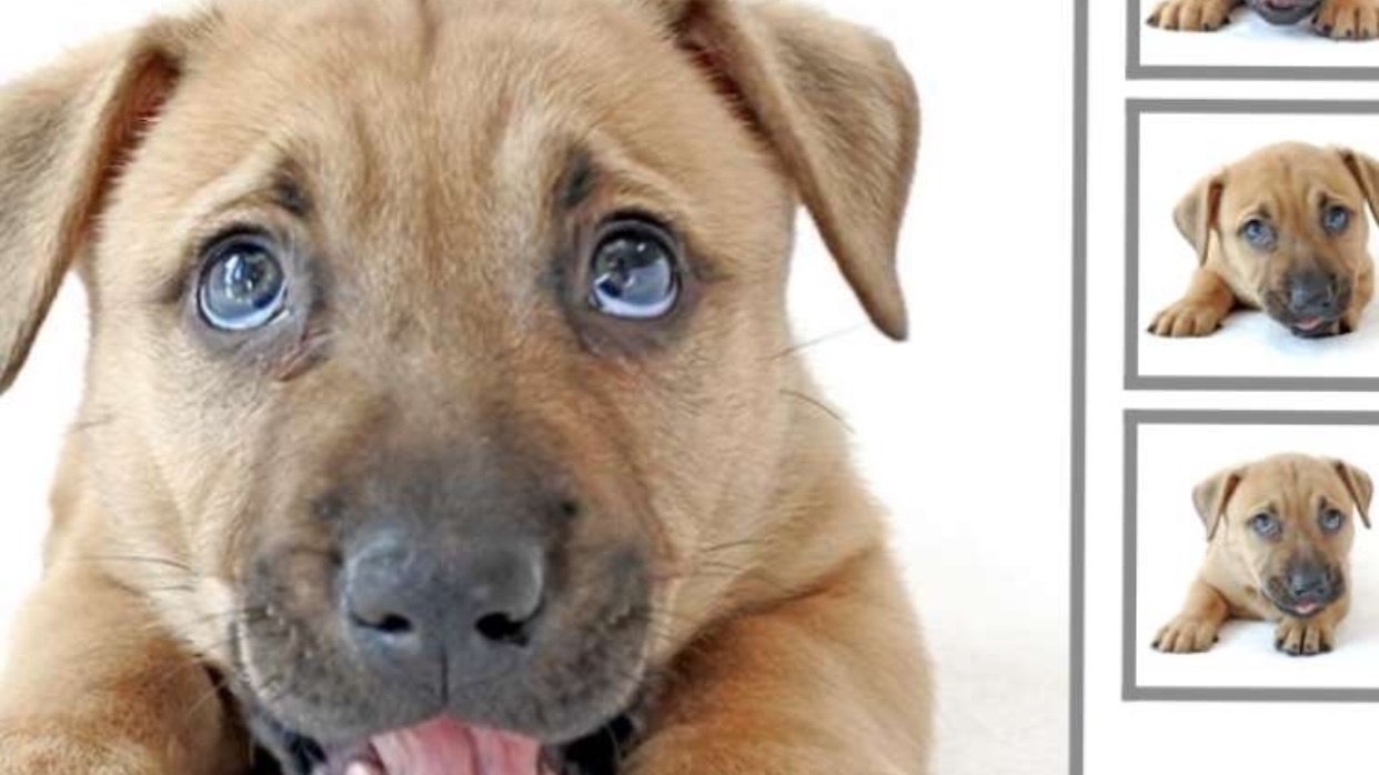 Petition · hannah needs this puppy - United States · Change.org