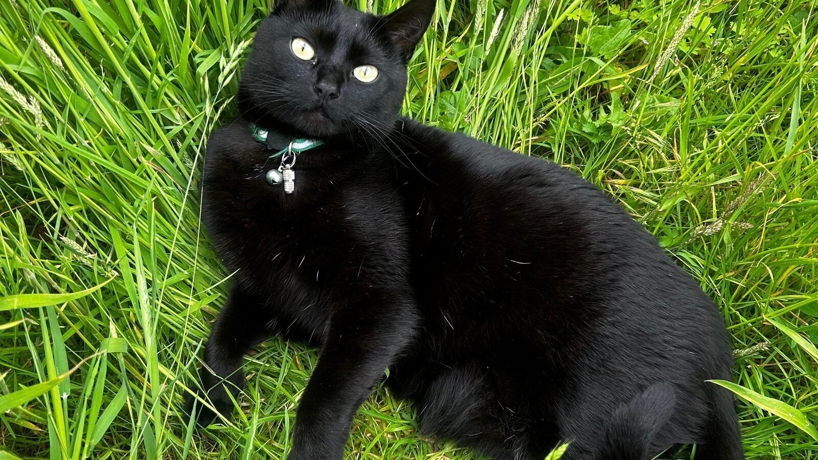 Petition · Make it mandatory to report hitting a cat with a vehicle ...