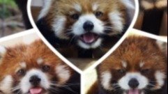 Petition · save the red pandas donate please - United States · Change.org