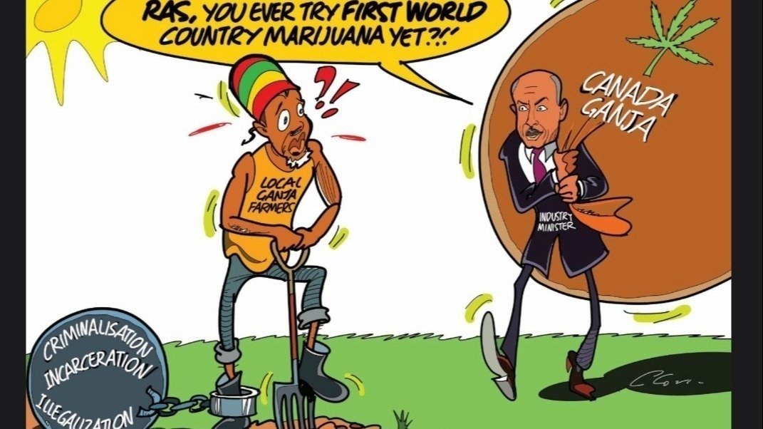 Petition · Protect Jamaican Cannabis and Jamaican Ganja Farmers ...