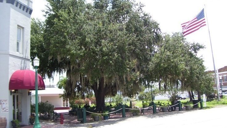 Petition · Help Save "The Tree of Knowledge" in Arcadia, Florida ...