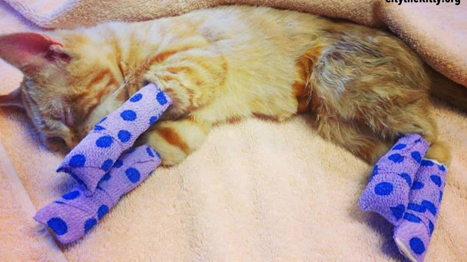 Petition · Declawing Is Inhumane and Unnecessary. Cat Fanciers ...