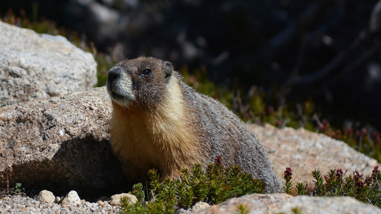 Petition National Obscure Animals Day Needs To Be A Thing Change petition-national-obscure-animals-day-needs-to-be-a-thing-change