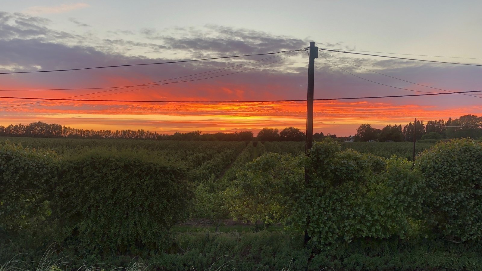 Petition · Say NO to the development of Pump Lane Orchards - United ...