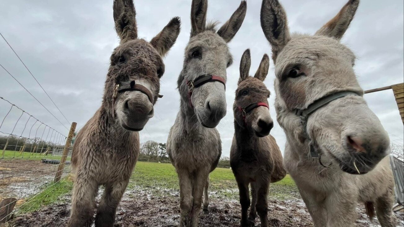 Petition · New Bus Stop for Knowle Donkey Sanctuary - Knowle, United ...