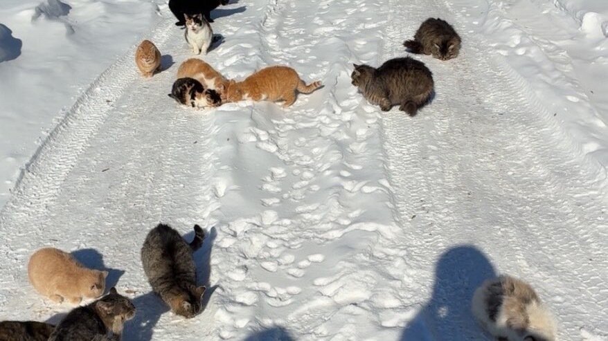Petition · Ban euthenization of bonfield stray cats/kittens - Bonfield ...