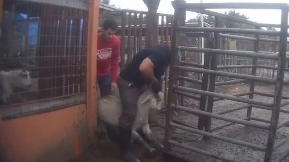 Petition · Demand More Ethical Practice at Mary’s Ranch (Matadero ...