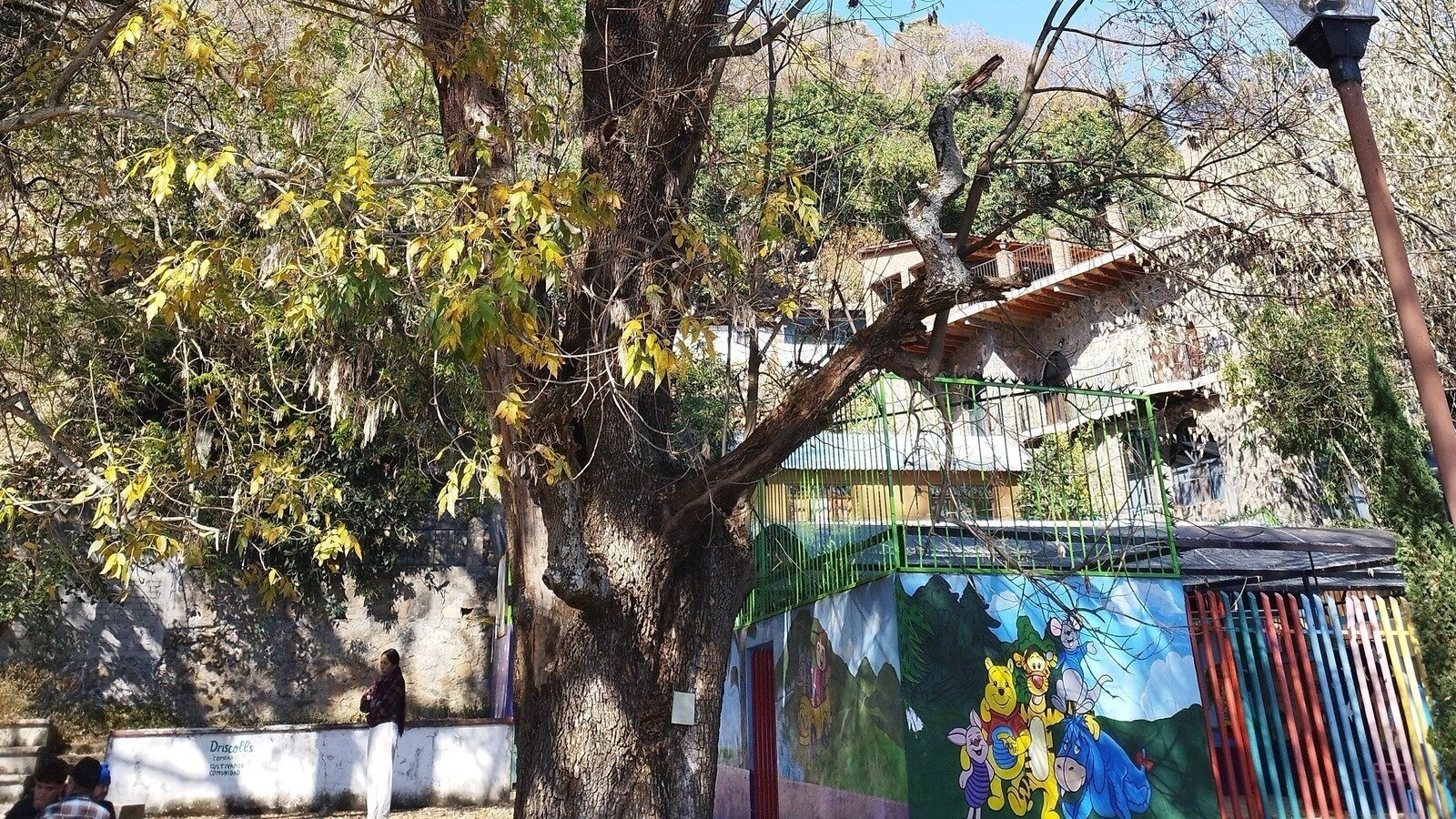 Petición · Solicitar opinión experta antes de talar árbol centenario ...