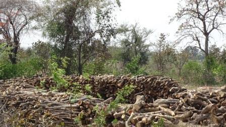 Petition · Stop on immediate effect the widening of NH 7 cutting ...