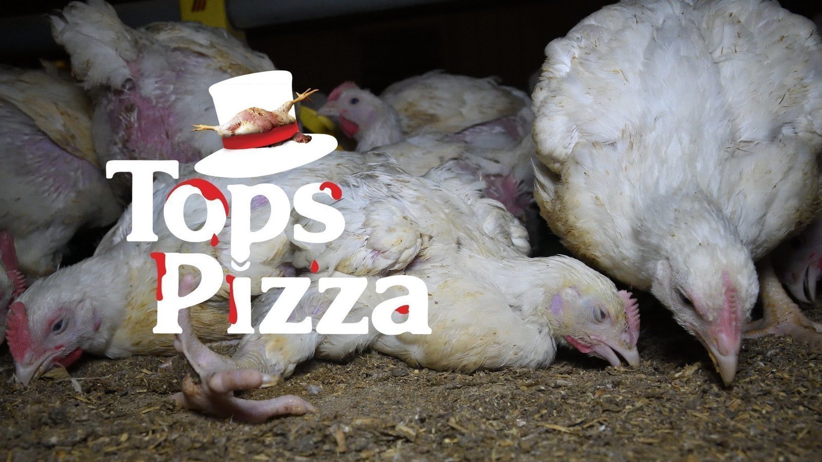 Petition · Stop chicken cruelty at Tops Pizza - United Kingdom · Change.org