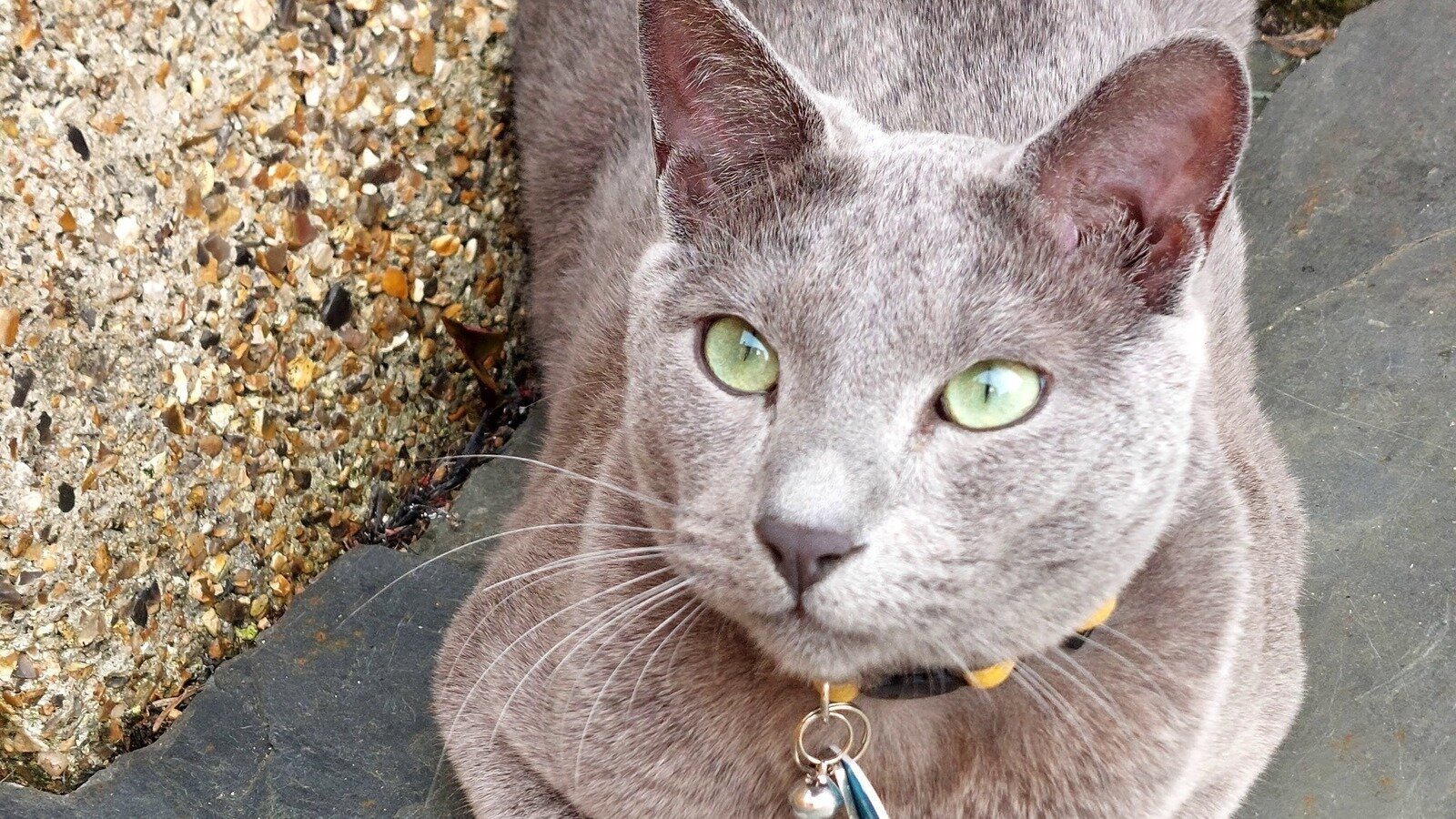 Petition · Make Reporting Cat Hit-and-Runs Mandatory - United Kingdom ...