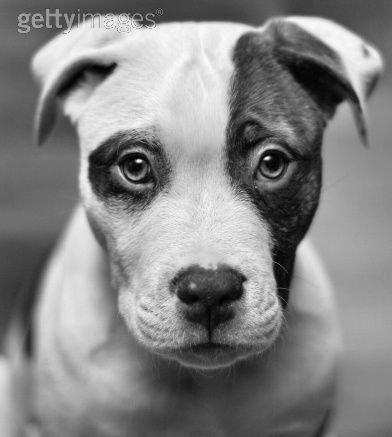 Petition · Stop BSL in All States - United States · Change.org