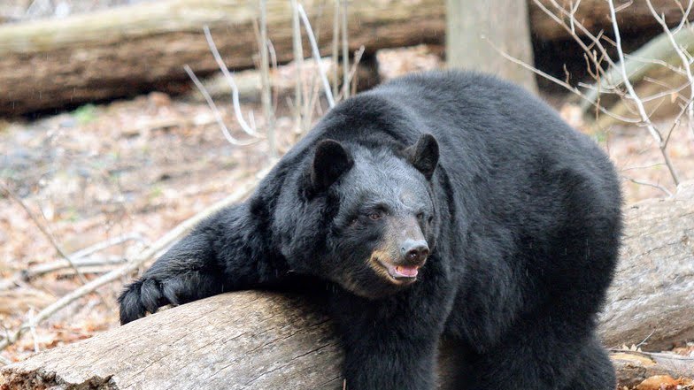 Petition update · Millions more for Bear Expansion public meeting ...