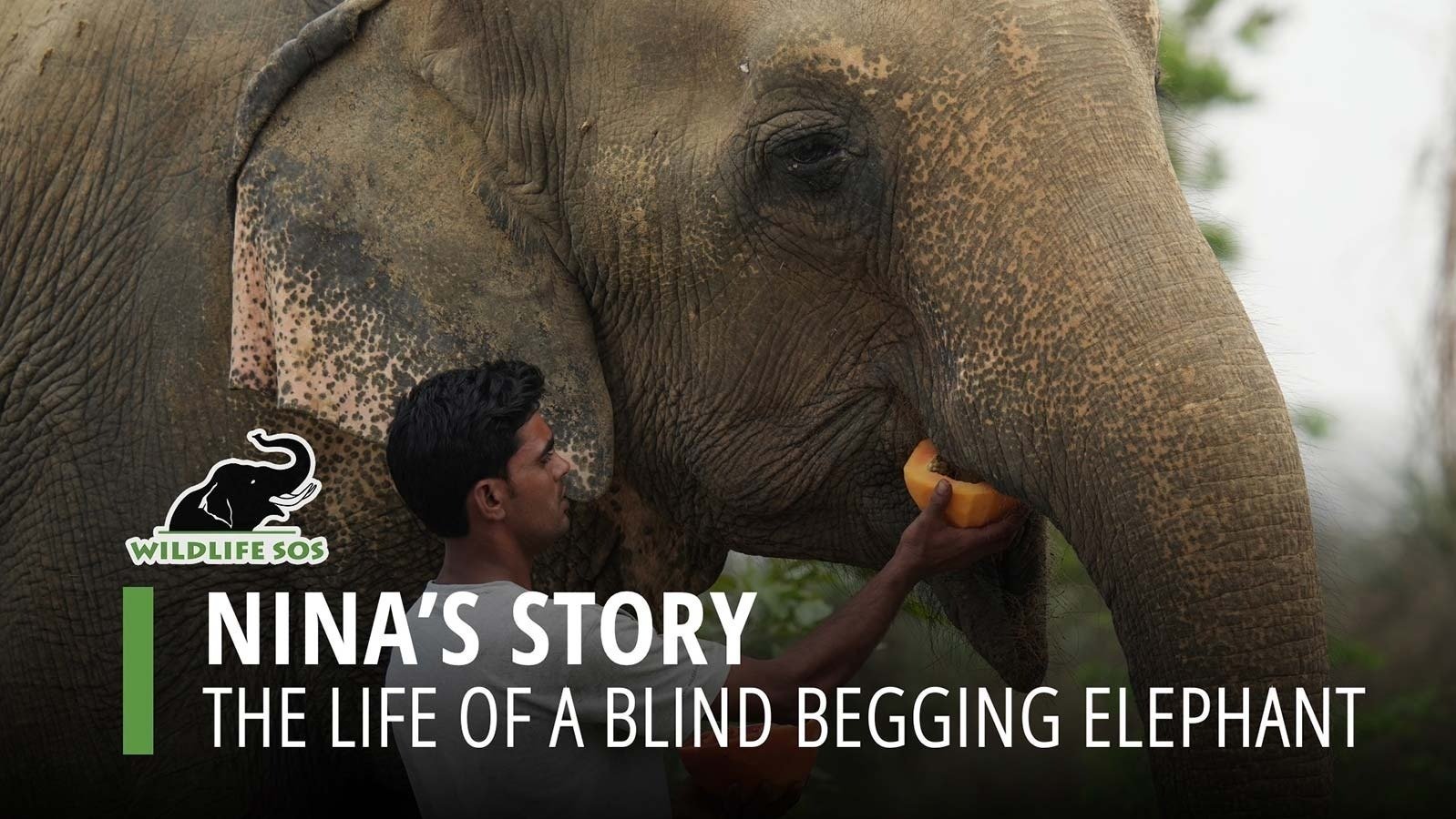 Petition update · Nina's Story - The Life Of A Blind Begging Elephant ...