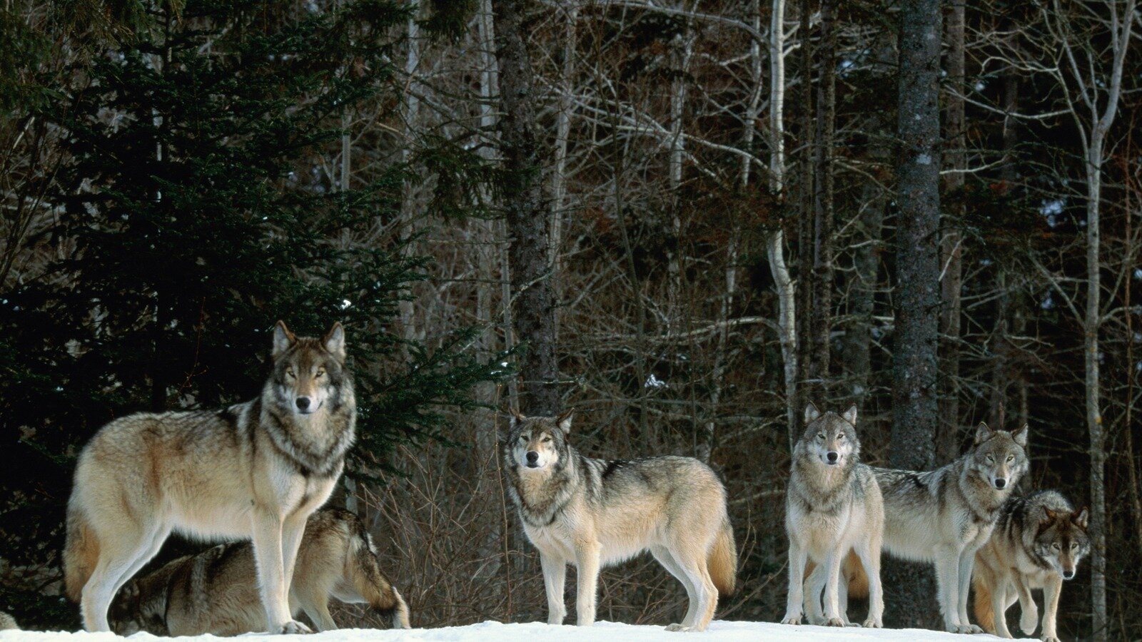 Petition · Pursue Maximum Penalty in the Illegal Killing of Federally ...