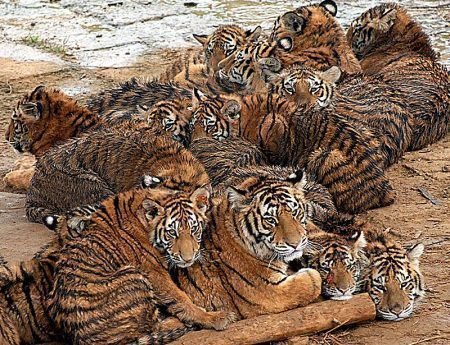 Petition · Stop Tiger Farms and Captive Breeding - United States ...