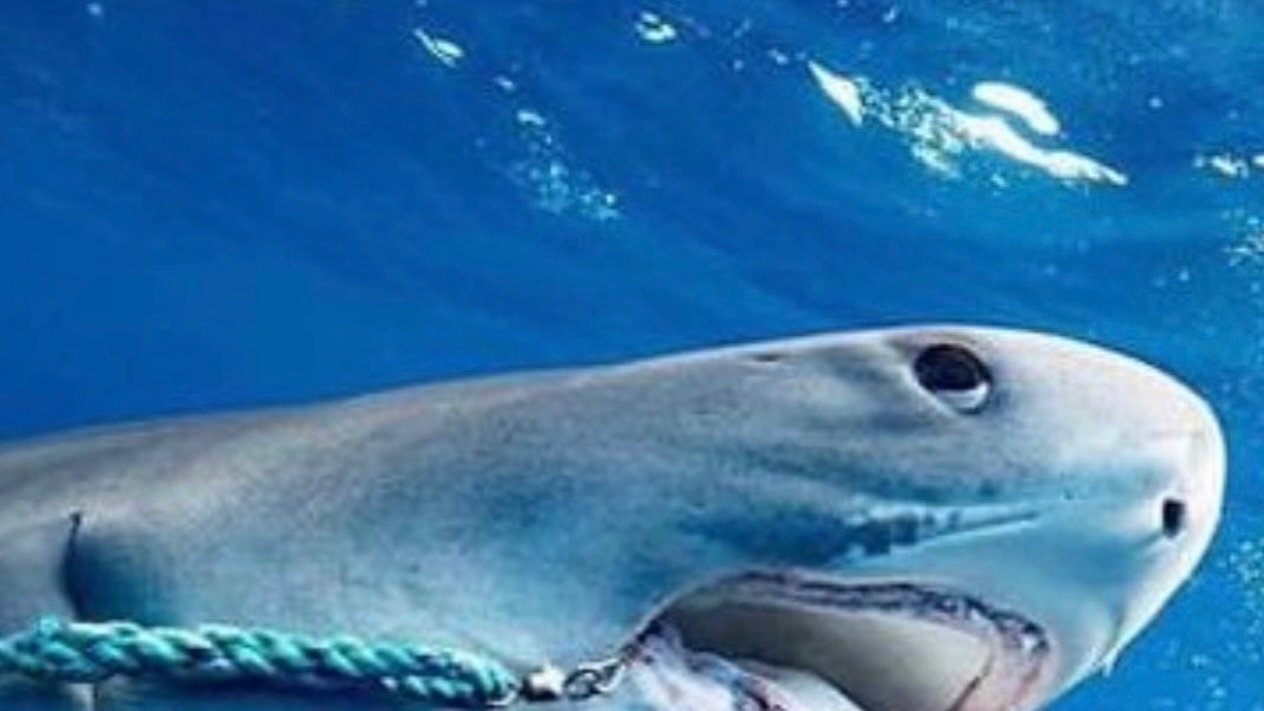 Petition · Help End Commercial Longlining! - United States · Change.org
