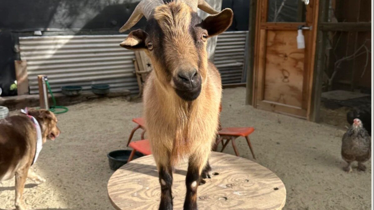 Petition · Save Kfar Saba Urban Farm: A Sanctuary of Healing, Hope, and ...