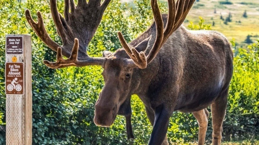 Petition · Change the plural of "Moose" to "Meese" - United States ...