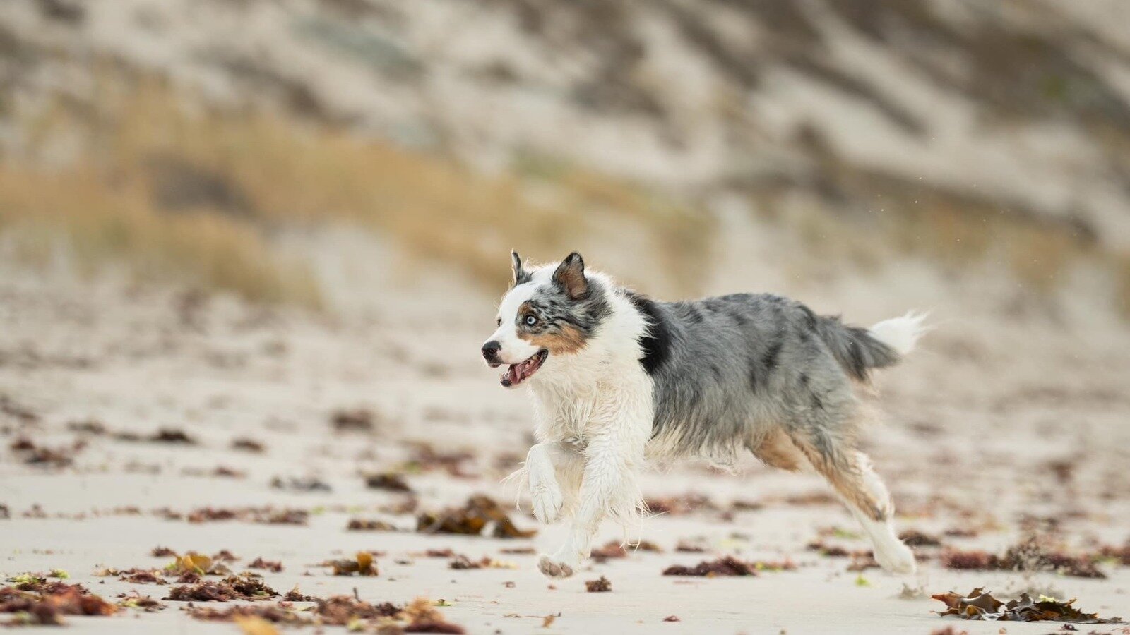 Petition · Beach Permits: Creating safe and inclusive Spaces for ...