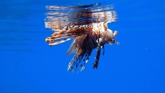 Petition · save the fishes - Philippines · Change.org