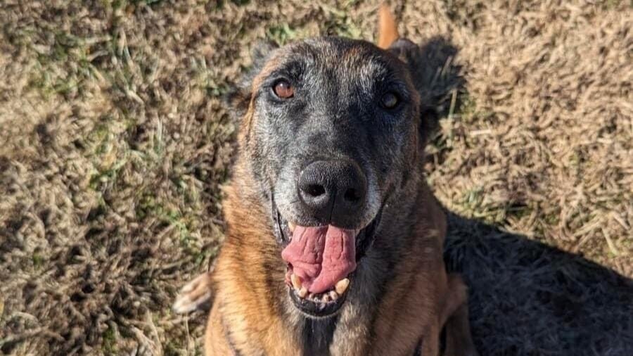 Petition · Enforce Animal Protection Laws Against Jeff McArthur of ...