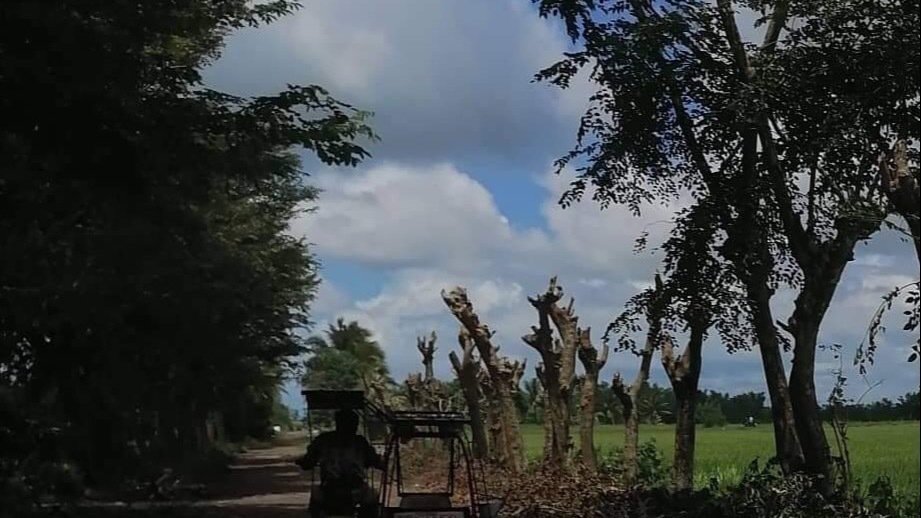 Petition · Saving Narra Trees From Road Widening - Philippines · Change.org
