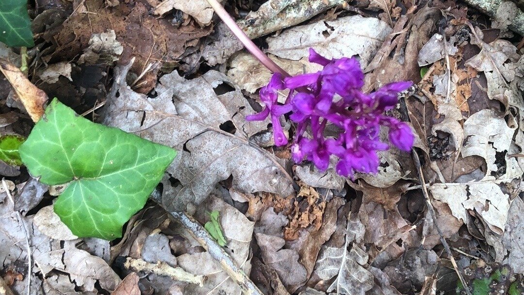Petition · Stop cutting the Wray Valley Trail during Spring/Summer ...
