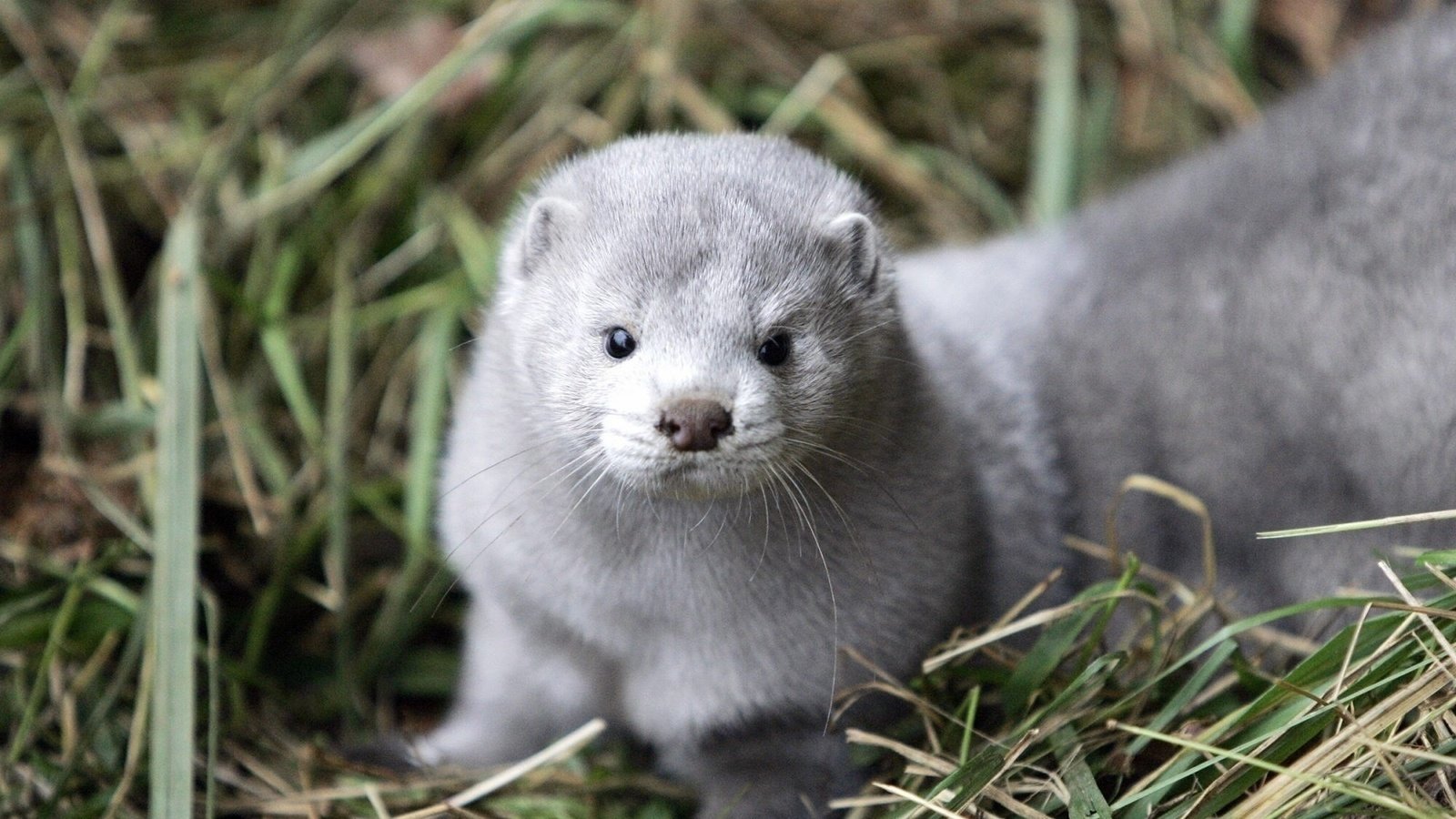 Petition · Save the Minks!! - Canada · Change.org