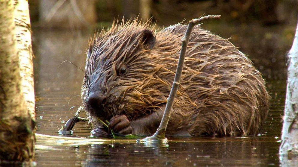 Petition · URGENT: Save the Beaver in Enköping! - Sweden · Change.org