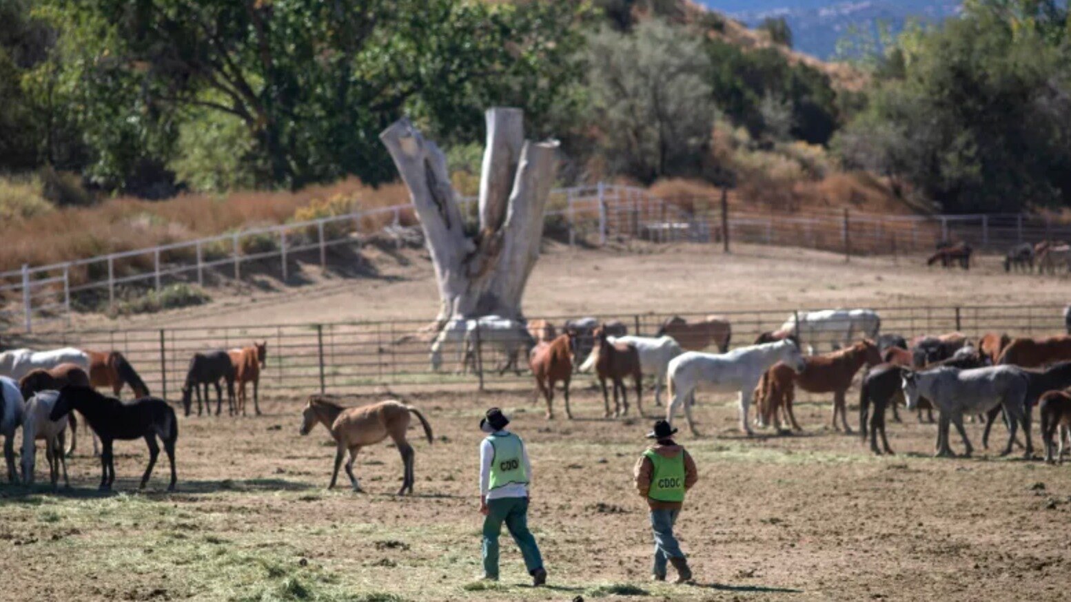 Petition · Restore Colorado’s Wild Horse Prison Program — Before It’s ...