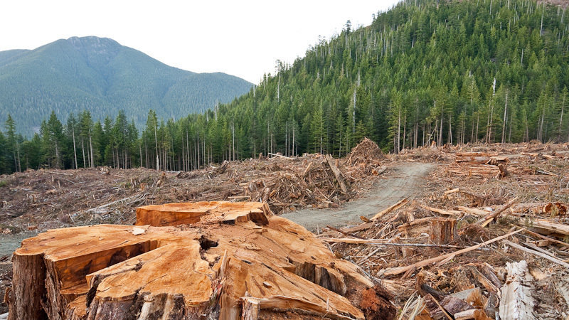 Petition · Stop the logging of BC's Old Growth Forest - Canada · Change.org