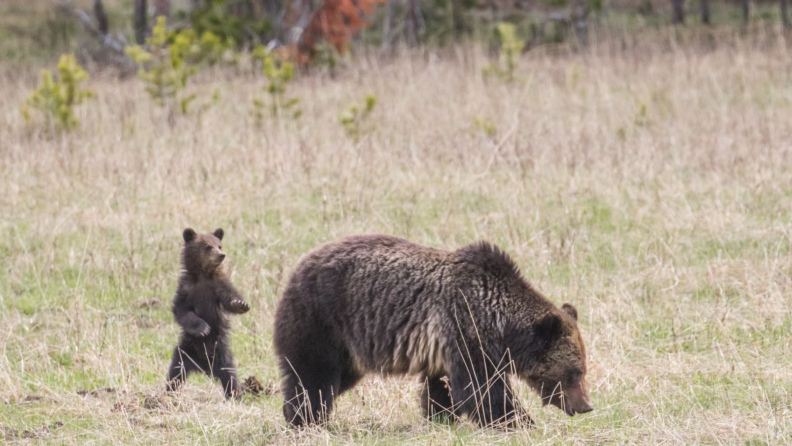 Petition · Do not euthanize a bear for being a bear - United States ...