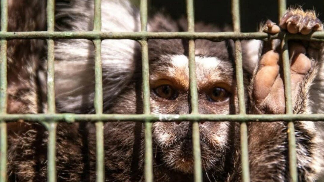 Petition · Demand Harvard University to End Animal Testing and Relocate ...