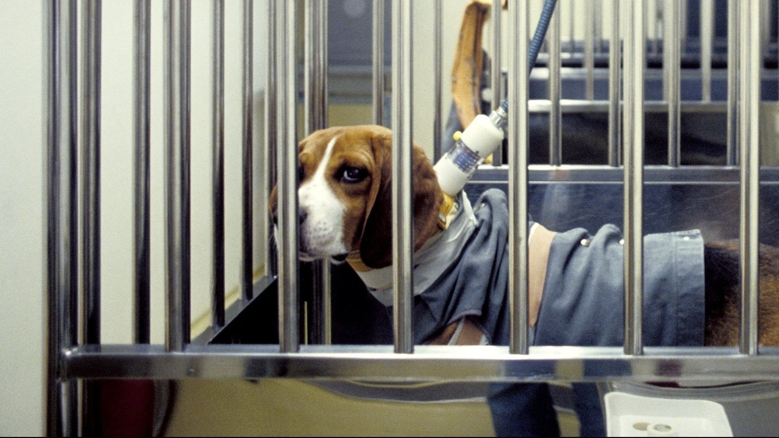 Petition · To raise awareness of what testing has done to animals over ...