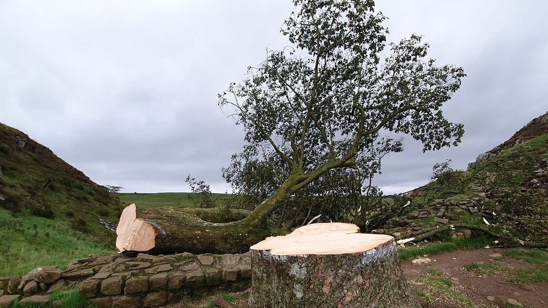 Petition · Justice for the Irreplaceable Sycamore Tree at Hadrian's ...