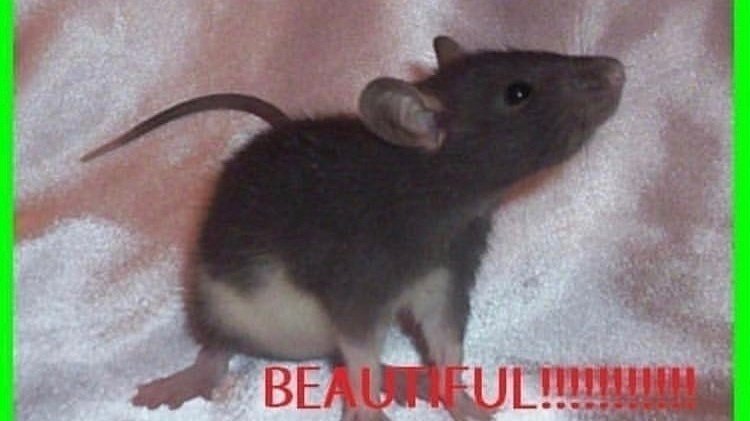 Petition · give alice a rodent >:( · Change.org