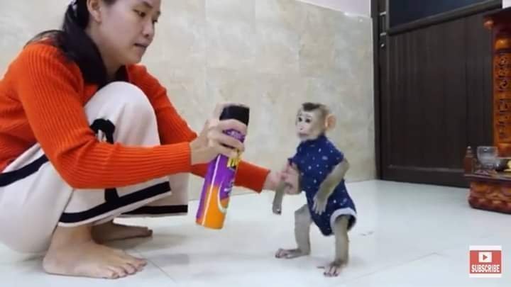 Petition · Save Koki & Kodi from Monkey Abuse - United States · Change.org