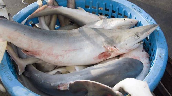 Petition · Sharks: Changing The Narrative - United States · Change.org