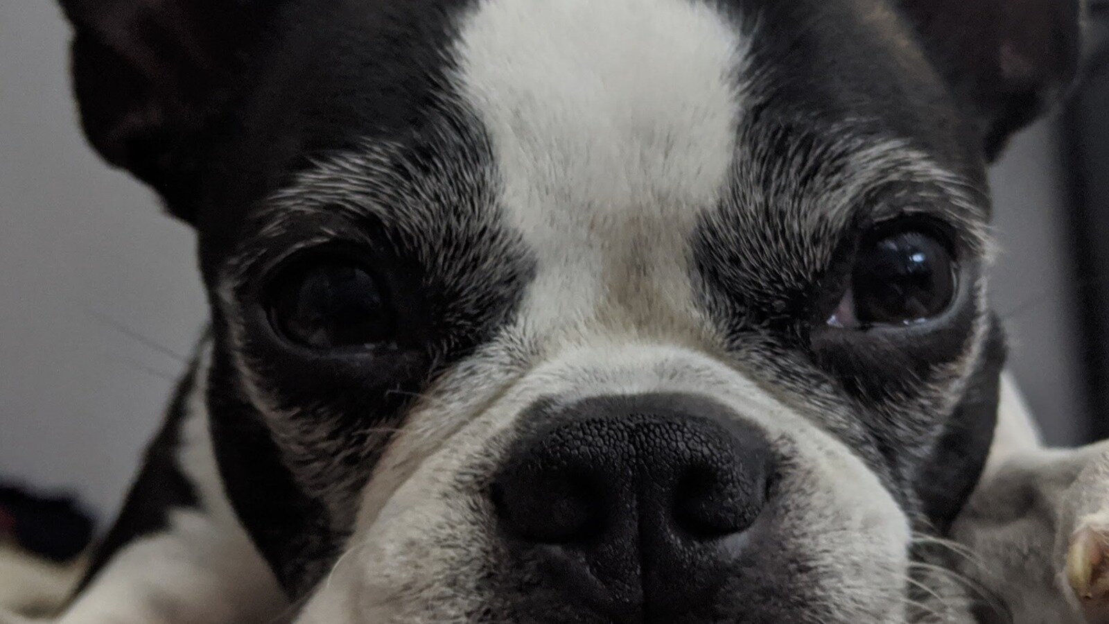 Petition · Pass Regina’s Law: Protect Pets From Veterinary Negligence ...