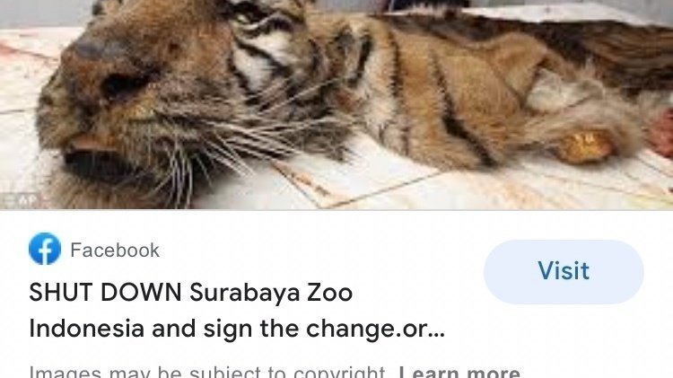 Petition · stop animal abuse in zoo’s! they need our help! signing ...