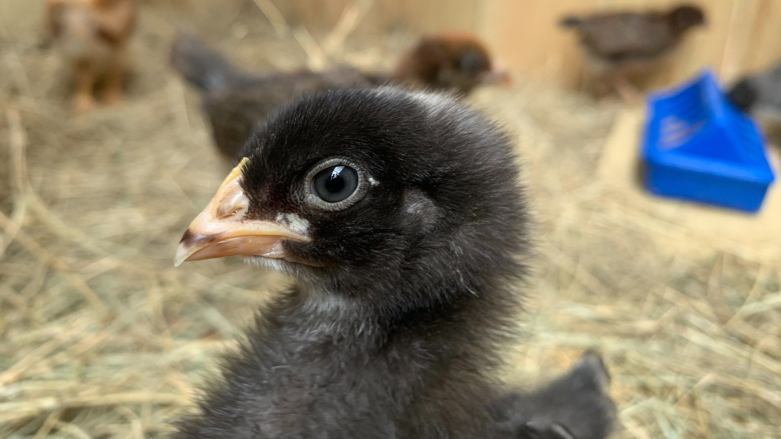 Petition · HOMELESS CHICKENS - United States · Change.org