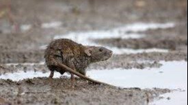 Petition · Protect Rats in Alberta, Canada from Harm - United States ...