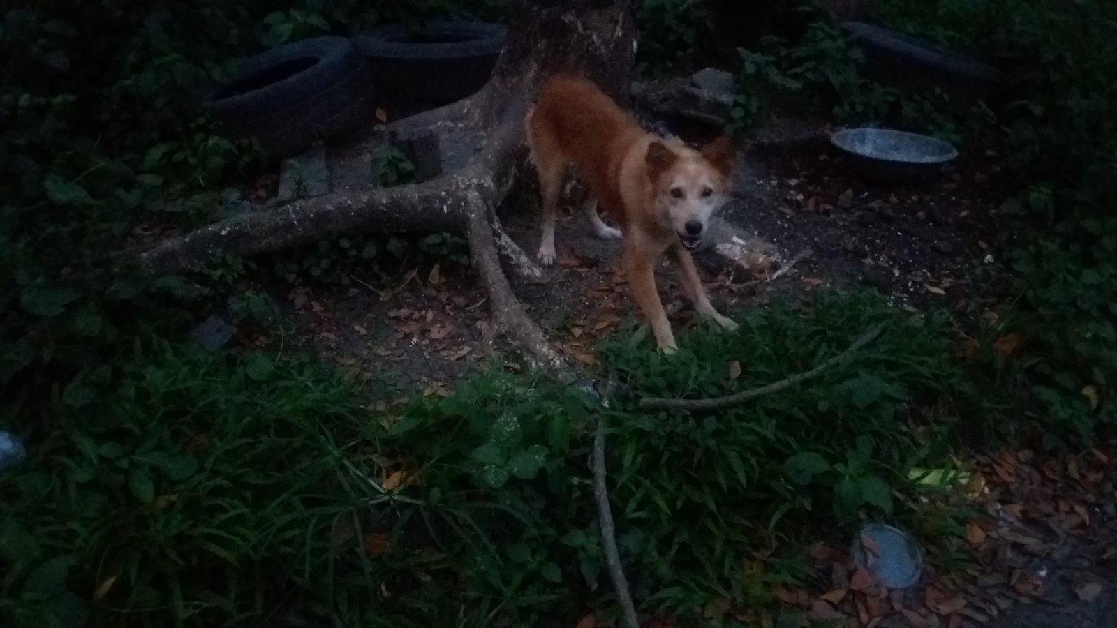 Petition · Shelter for Dogs on Streets - Philippines · Change.org