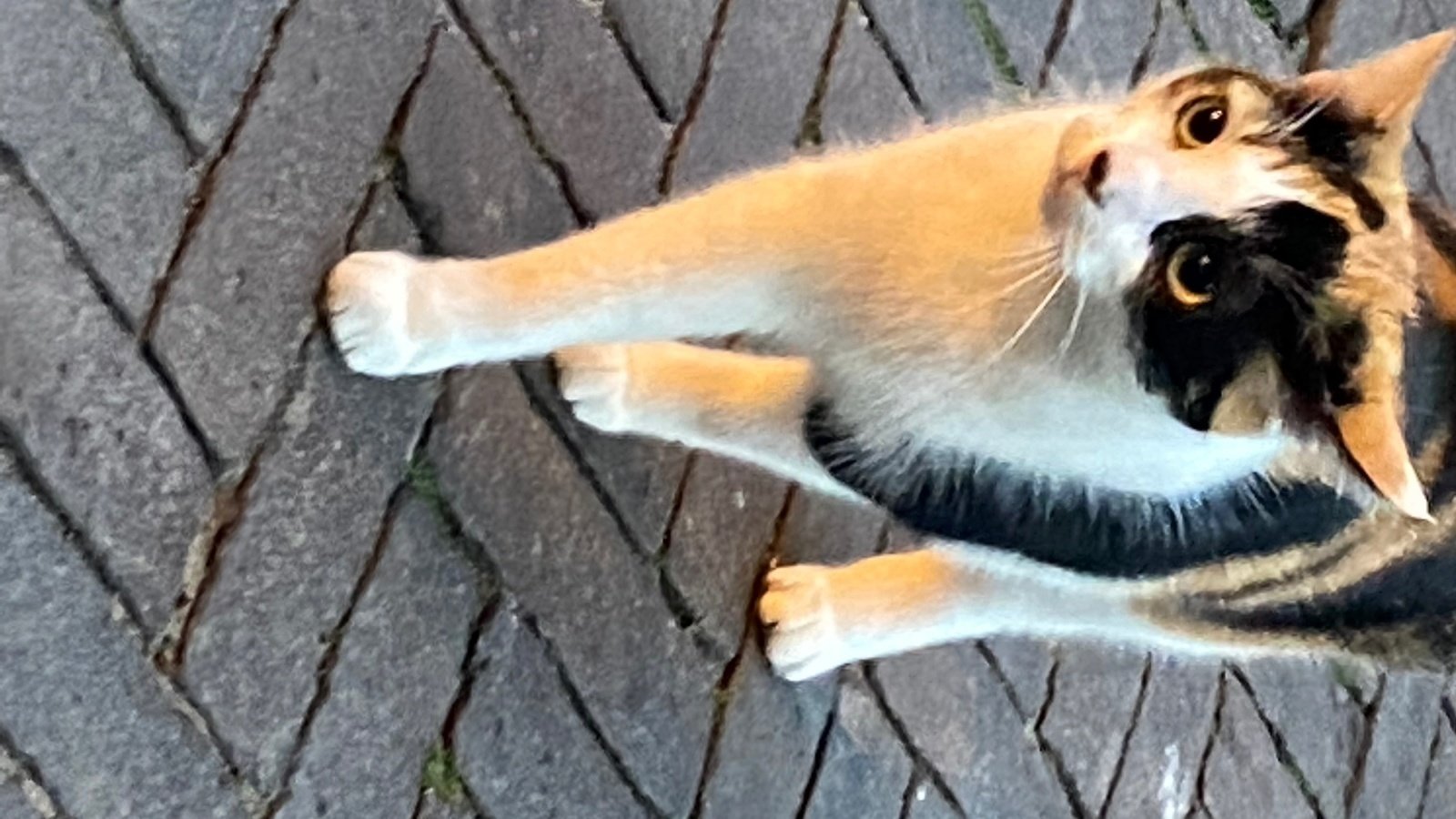 Petition · gimme cat - Netherlands · Change.org